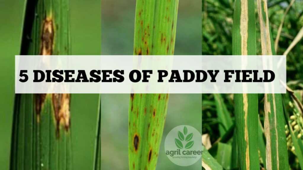 5 Diseases in Paddy field | Crop management | AGRIL CAREER