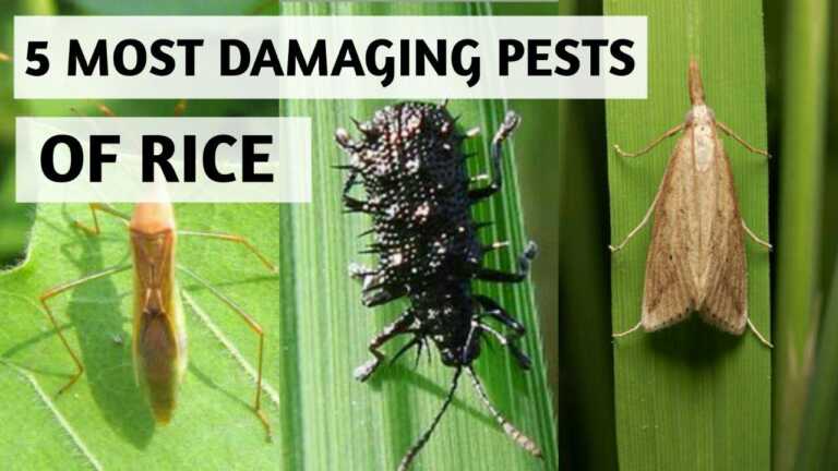 5 Most damaging pests of Rice | AGRIL CAREER
