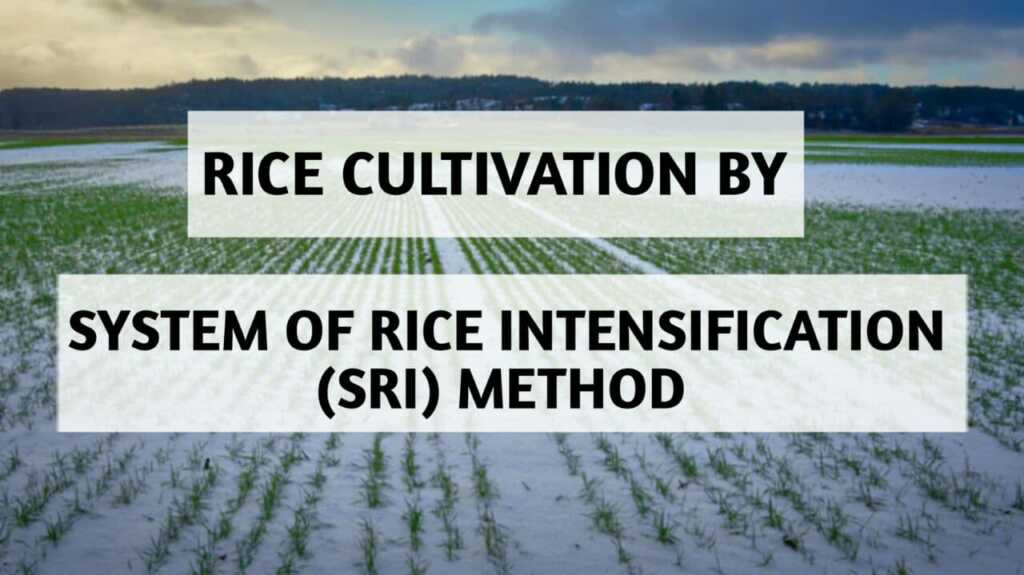 SRI method of Rice cultivation | AGRIL CAREER