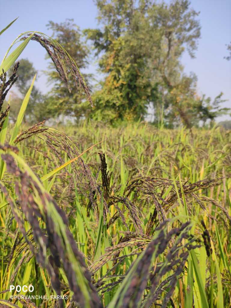 KALA NAMAK Rice | Buy Online - Pack of 9 Kg